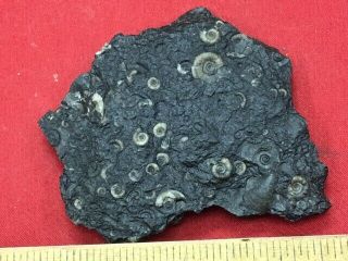 GEOLOGICAL ENTERPRISES Triassic Fossil Ammonites Ceratites From Canada ...