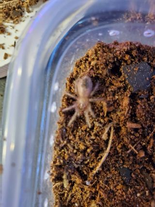 Brachypelma Albopilosum (Honduran Curly Hair) Tarantula 3 - 4 " Large ...